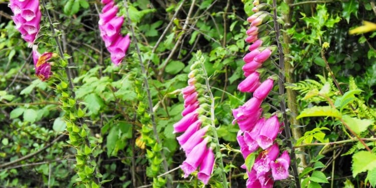 Digoksin Zehirlenmesi | aciltıp.com