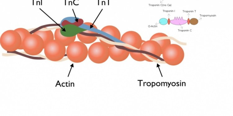 Troponin Nedir? | aciltıp.com