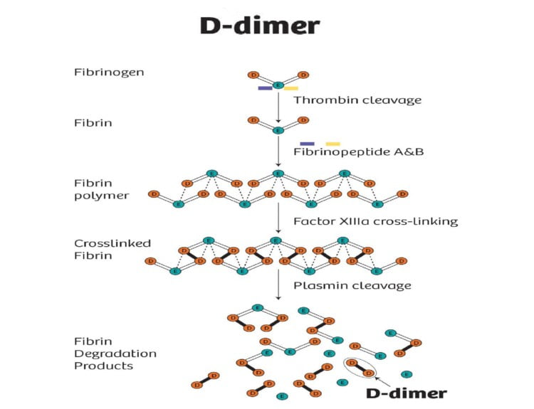 Gebeler de d-dimer referans değerleri | aciltıp.com